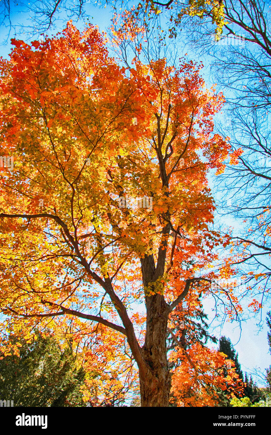 Beautiful autumn maple tree Stock Photo - Alamy