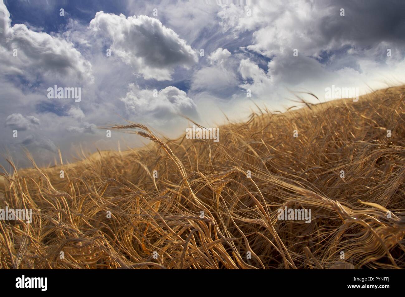 Impressionism. Painting of field of wheat Stock Photo - Alamy
