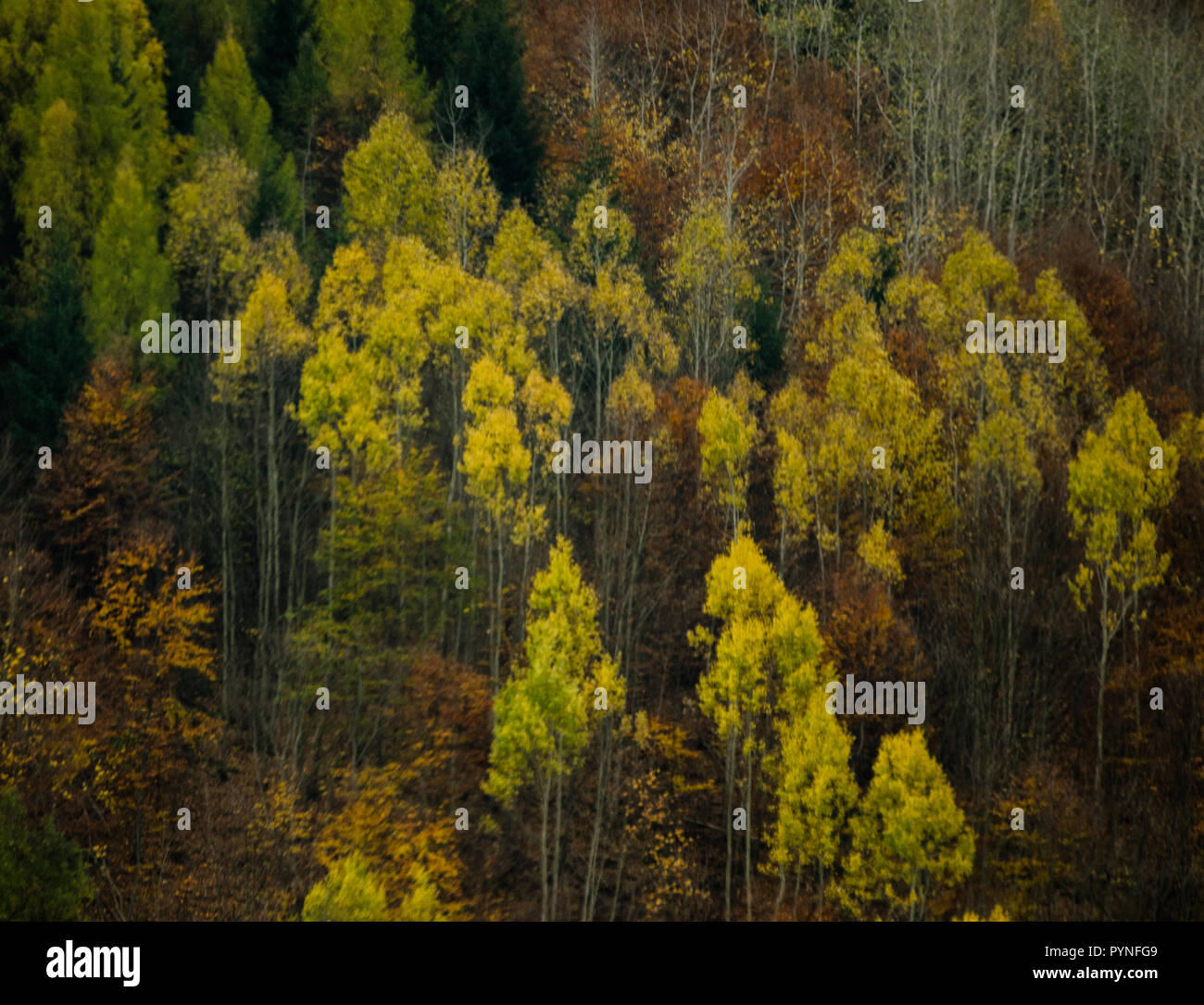 Autumn textures hi-res stock photography and images - Alamy