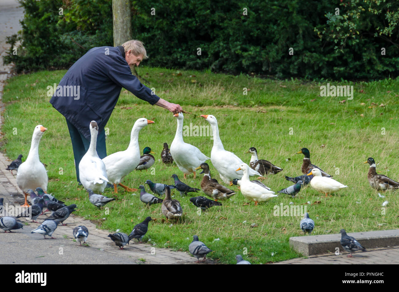 Day old goose hi-res stock photography and images - Alamy