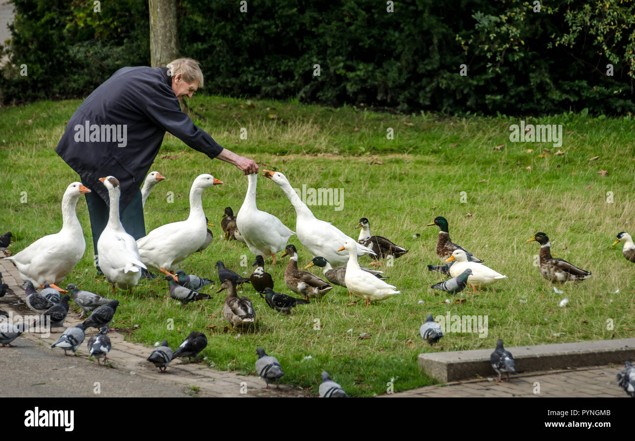 Elderly feeding ducks hi-res stock photography and images - Alamy