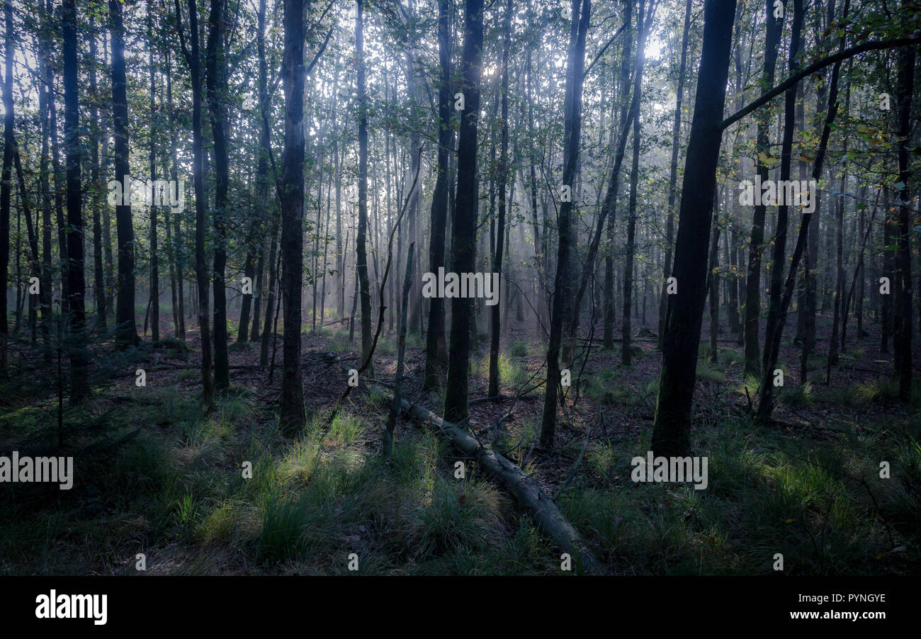 Grey forest hi-res stock photography and images - Alamy