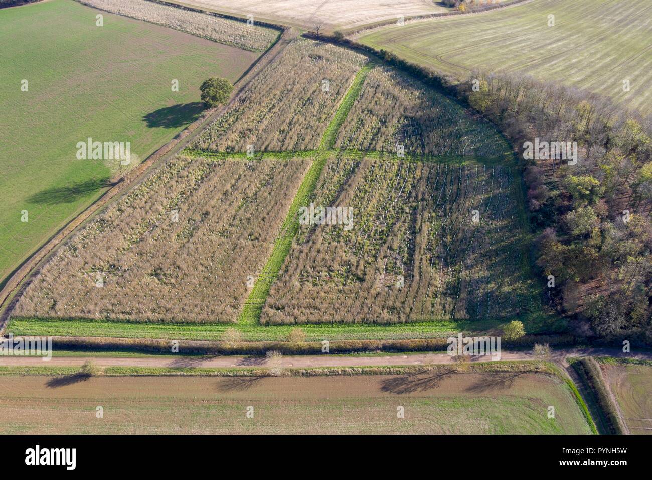 Tree planting hi-res stock photography and images - Alamy