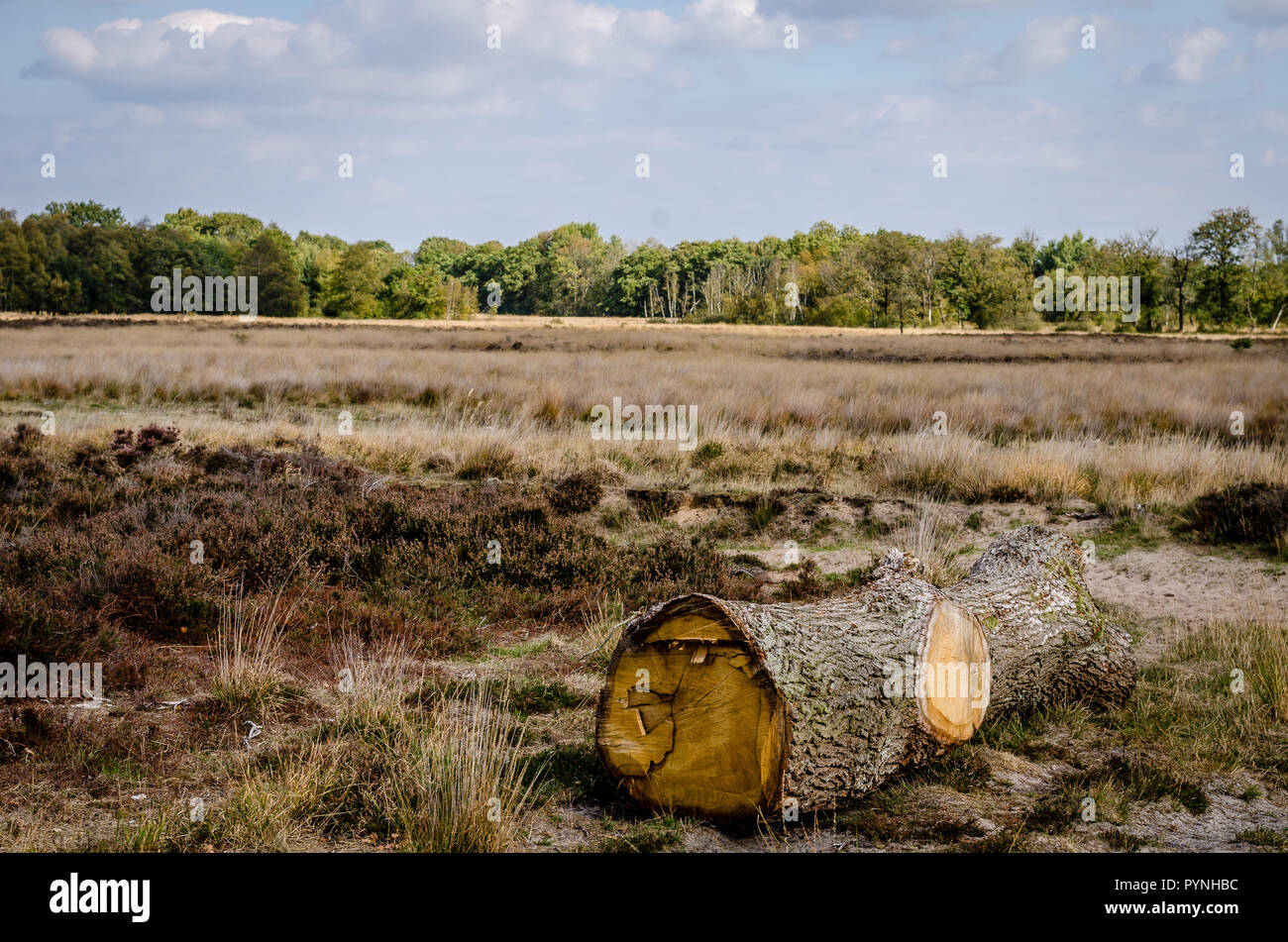 Balloerveld during the day Stock Photo - Alamy