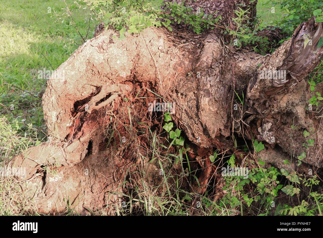 Dead tree stump erosion hi-res stock photography and images - Alamy