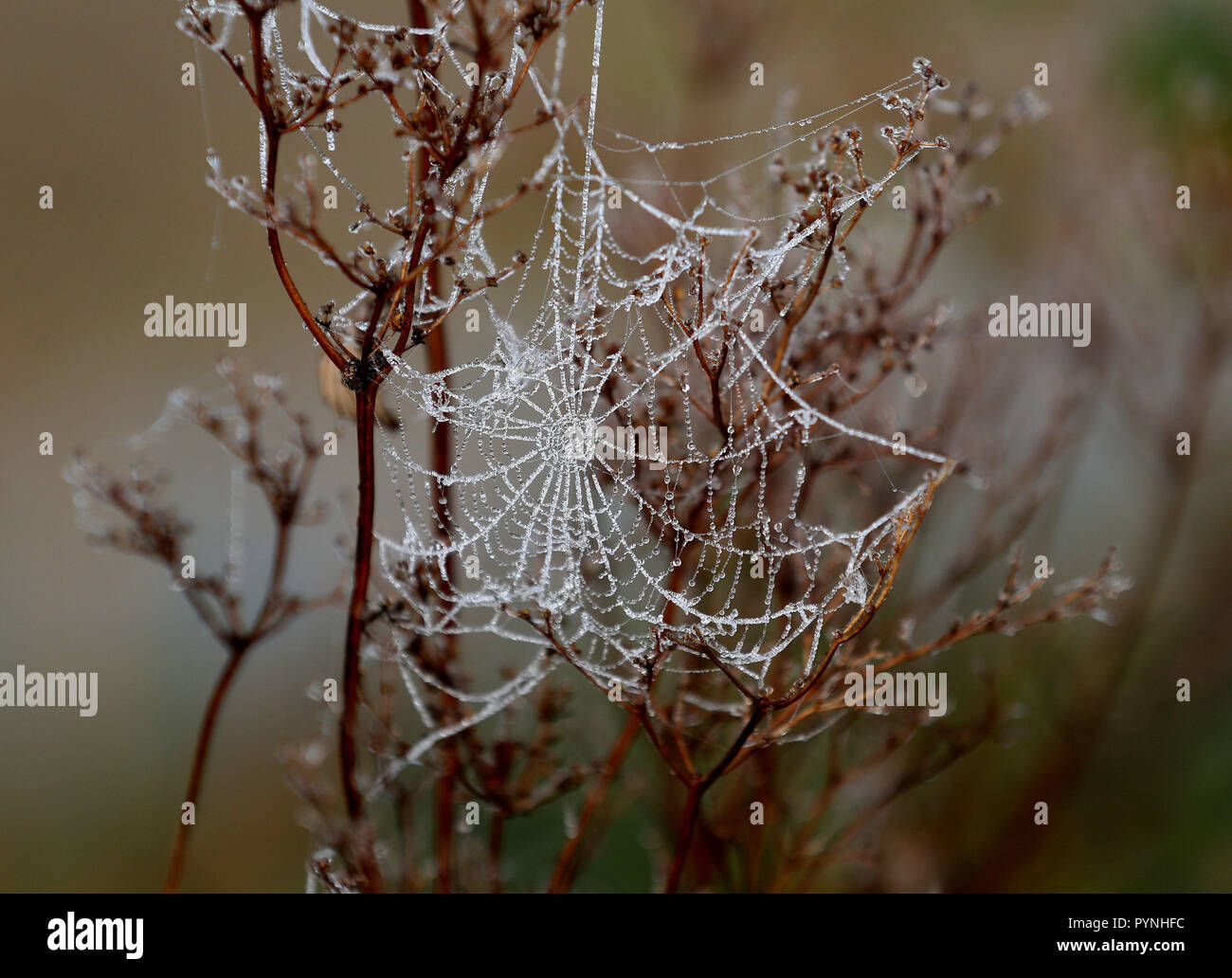 A spider's web covered in morning dew on the Forth and Clyde Canal at ...