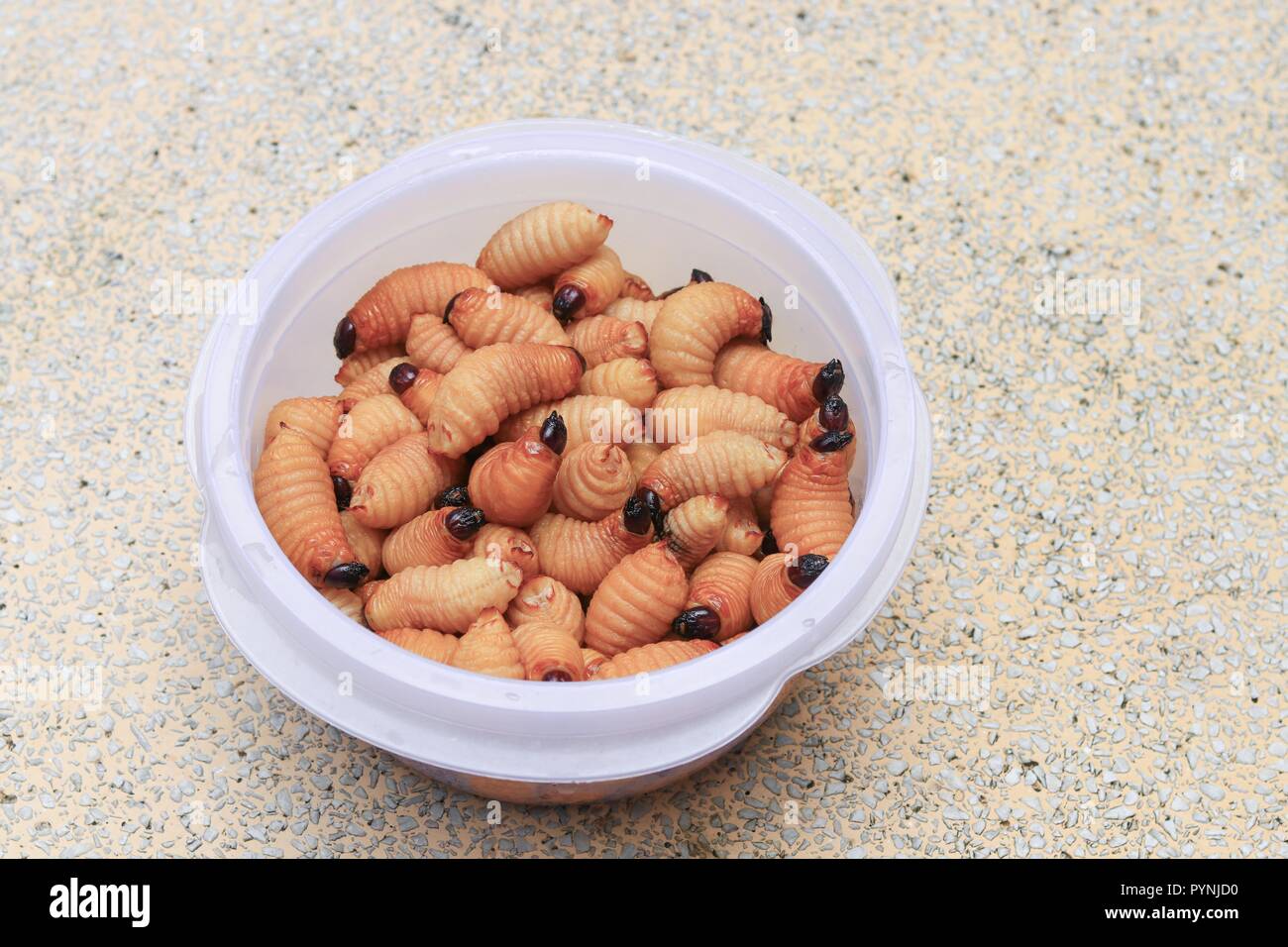 Sago grub hi-res stock photography and images - Alamy