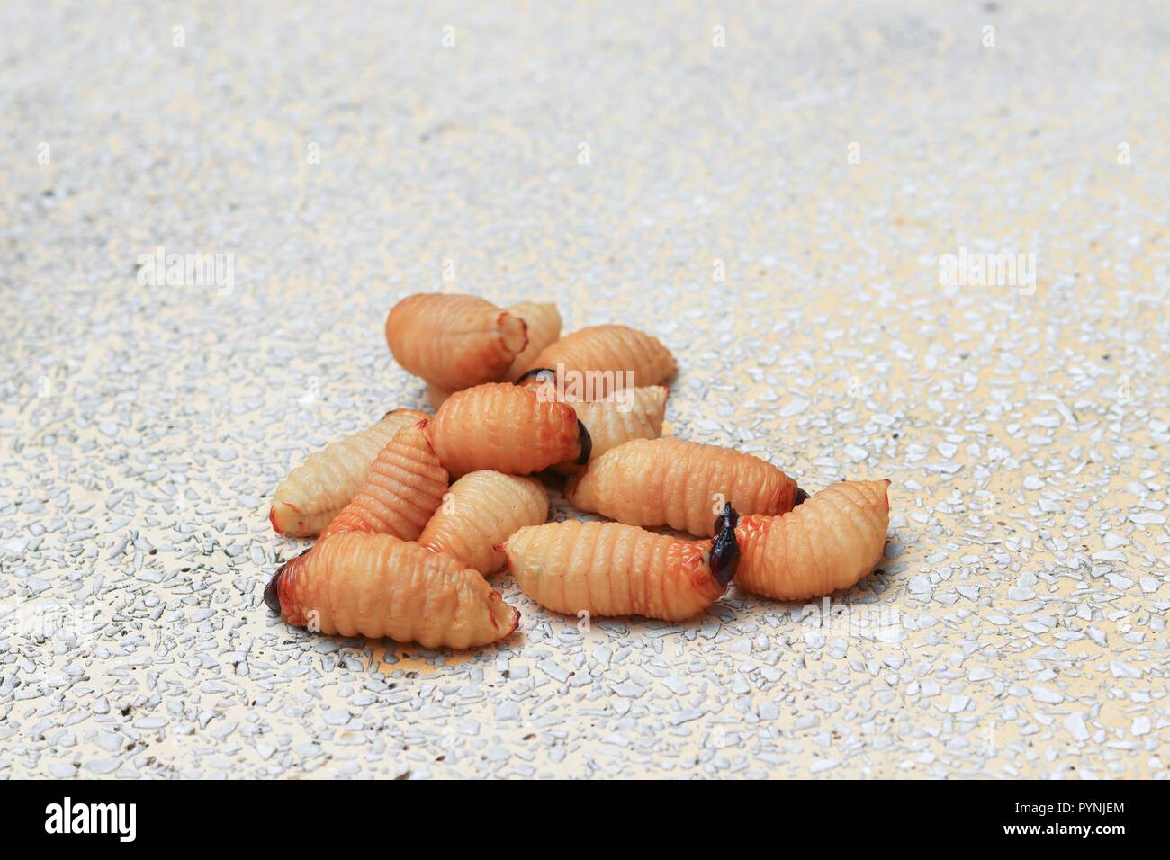 Sago beetle or worm palm weevil red motion on table polished stone ...