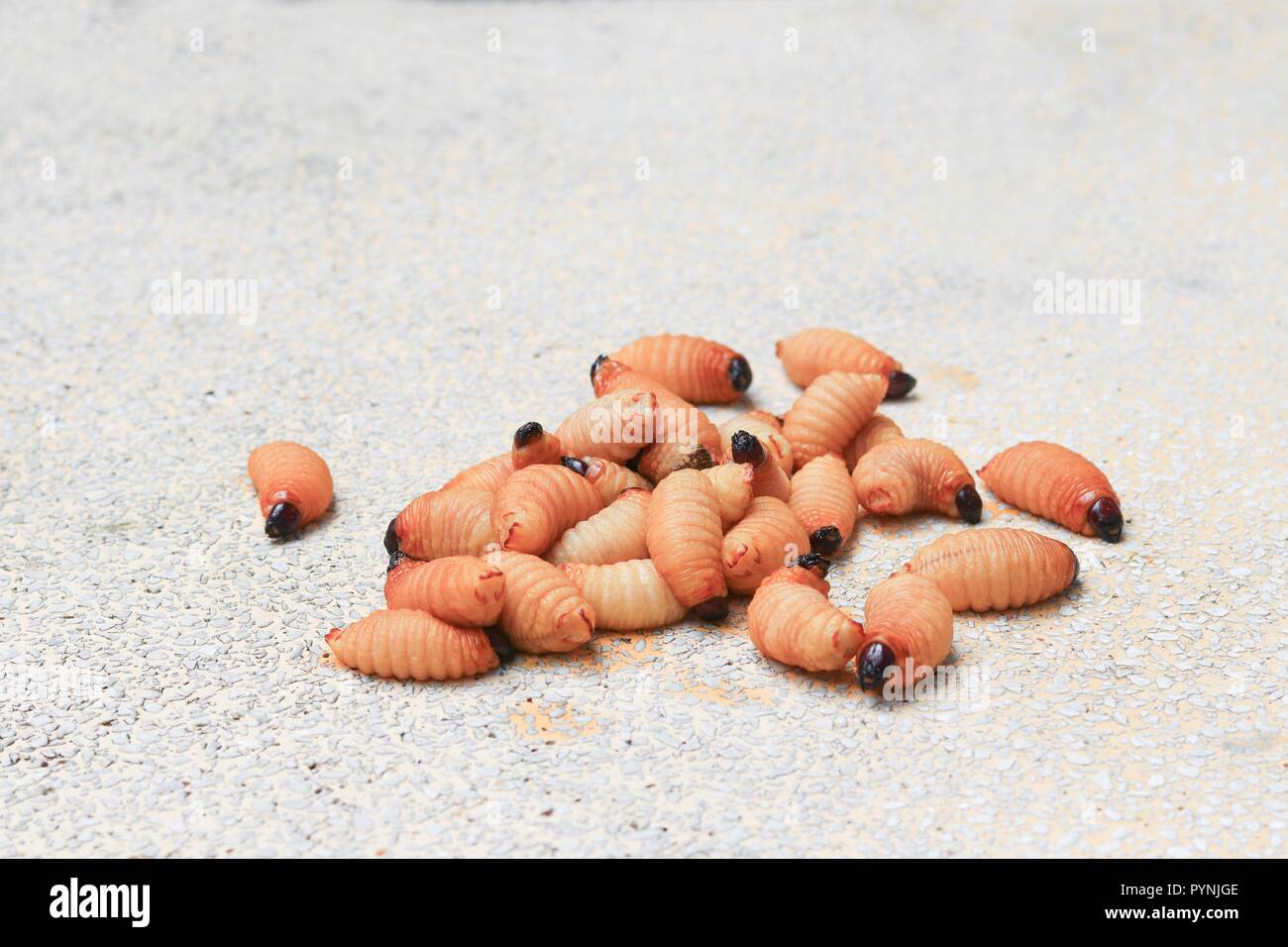 Sago beetle or worm palm weevil red motion on table polished stone ...