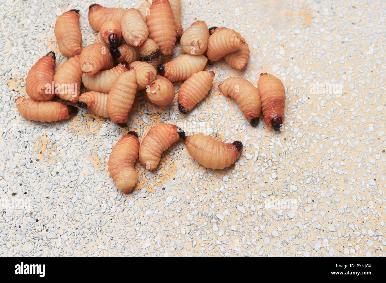 Sago beetle or worm palm weevil red motion on table polished stone ...
