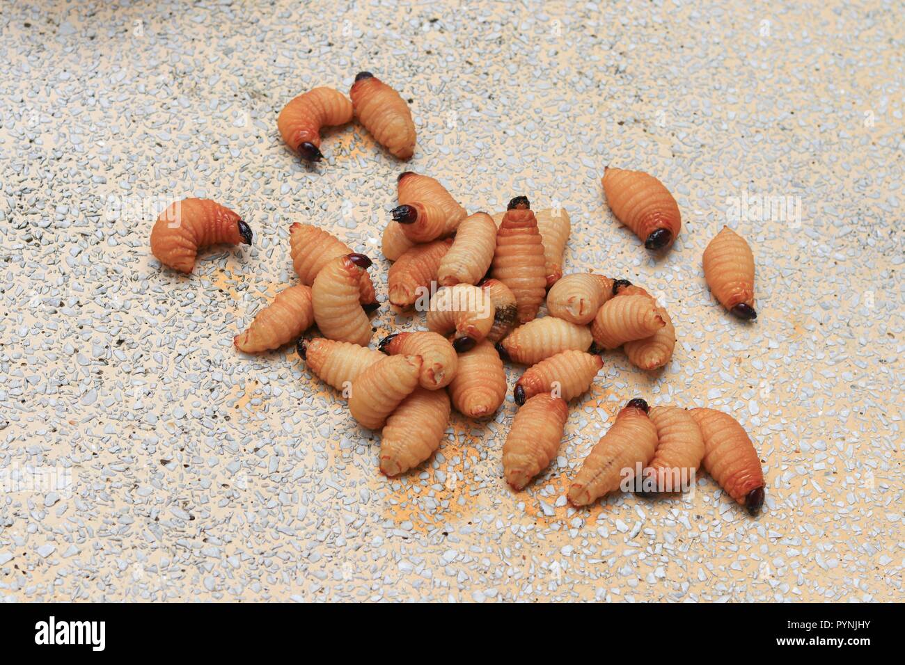 Sago beetle hi-res stock photography and images - Alamy