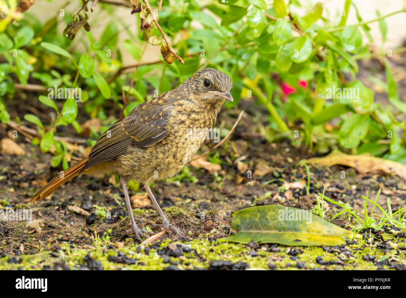 Cape robin hi-res stock photography and images - Alamy