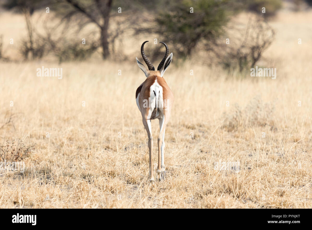 Springbok antelope (Antidorcas marsupialis) in it's natural habitat ...