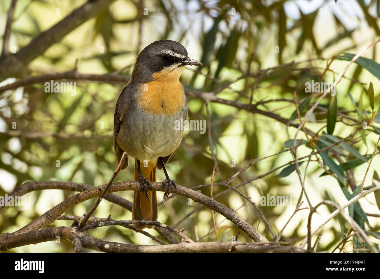 Cape robin hi-res stock photography and images - Alamy
