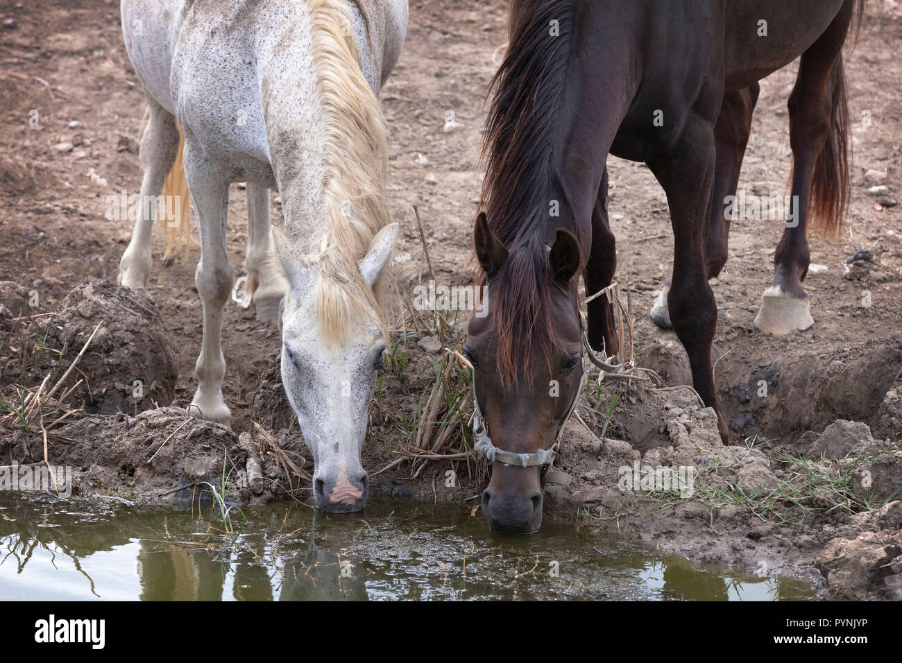 Horses drinking water hi-res stock photography and images - Alamy