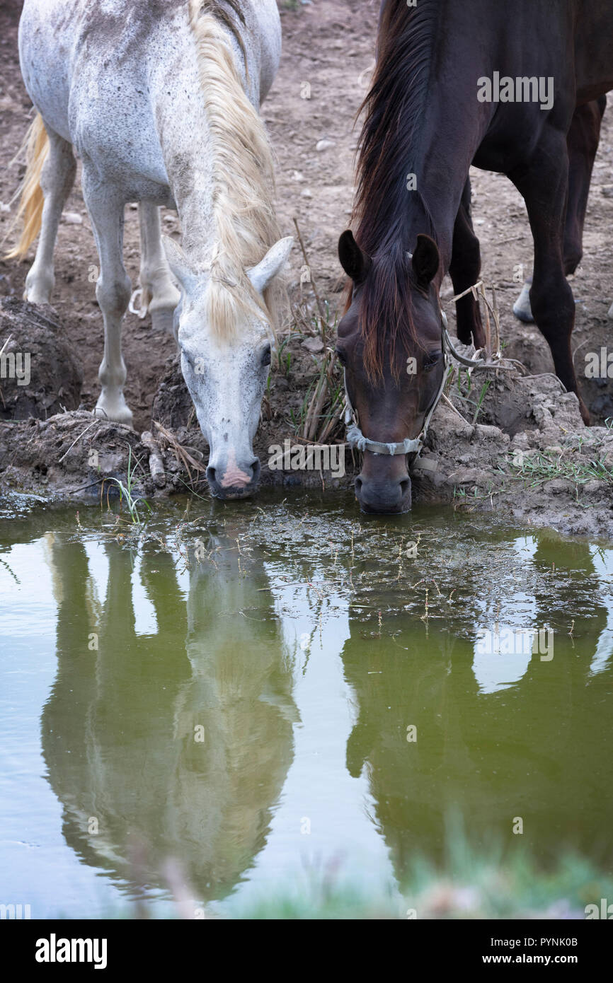 Horses drinking water hi-res stock photography and images - Alamy