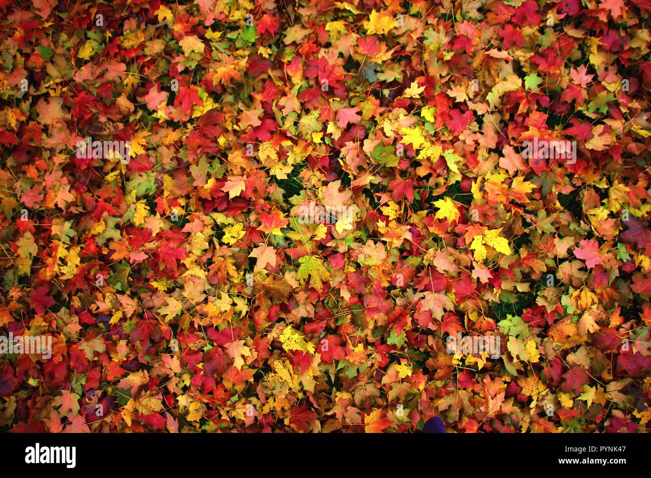 Colorful autumn leaves Stock Photo - Alamy