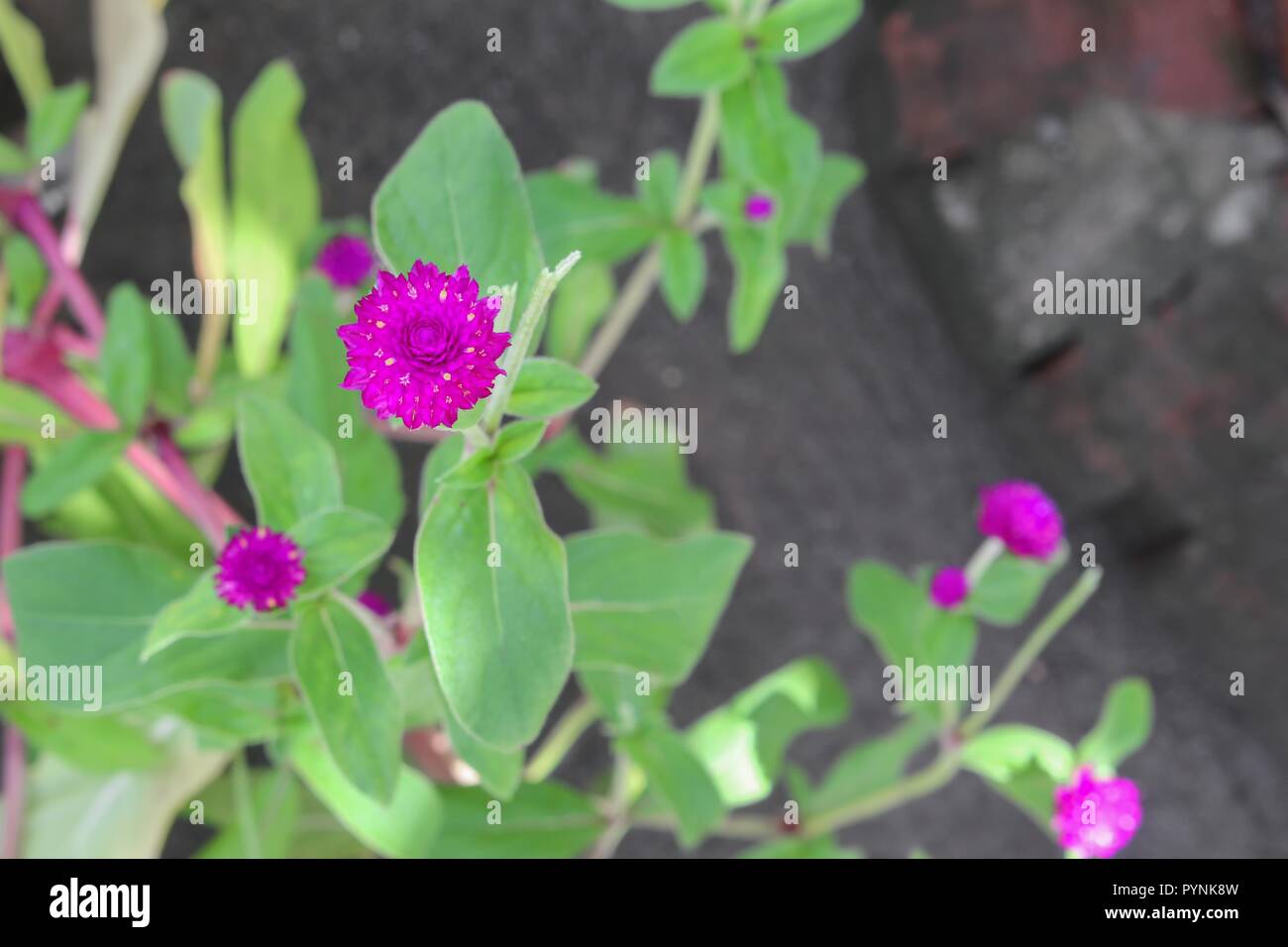 Close up gomphrena globosa hi-res stock photography and images - Alamy
