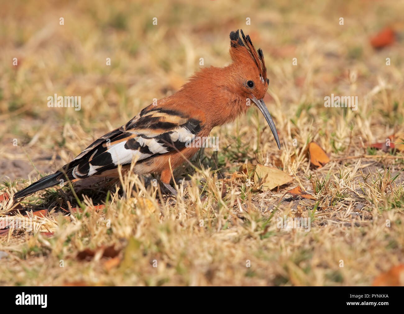 Upupa epops africana hi-res stock photography and images - Alamy