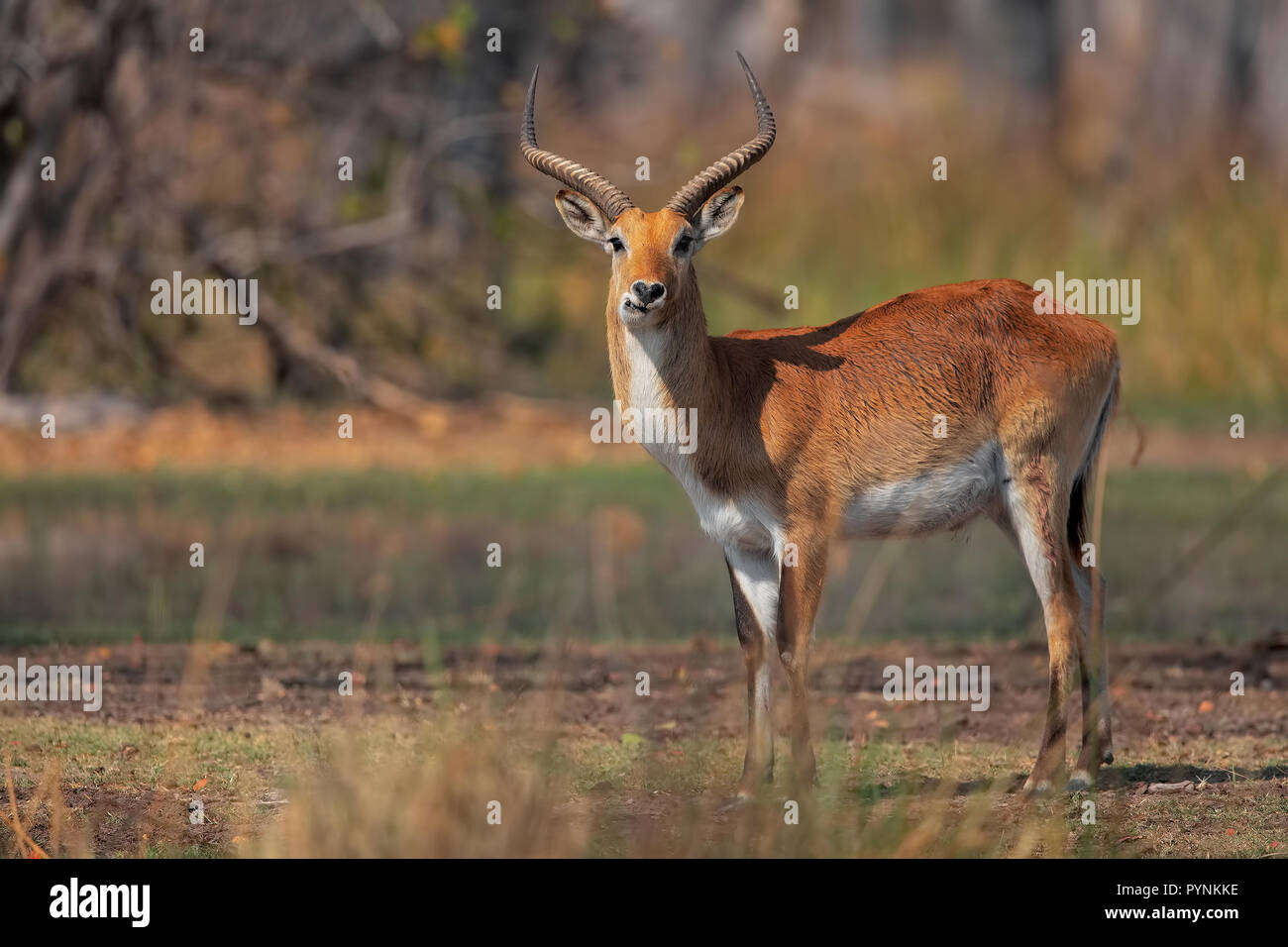 Red lechwe hi-res stock photography and images - Alamy