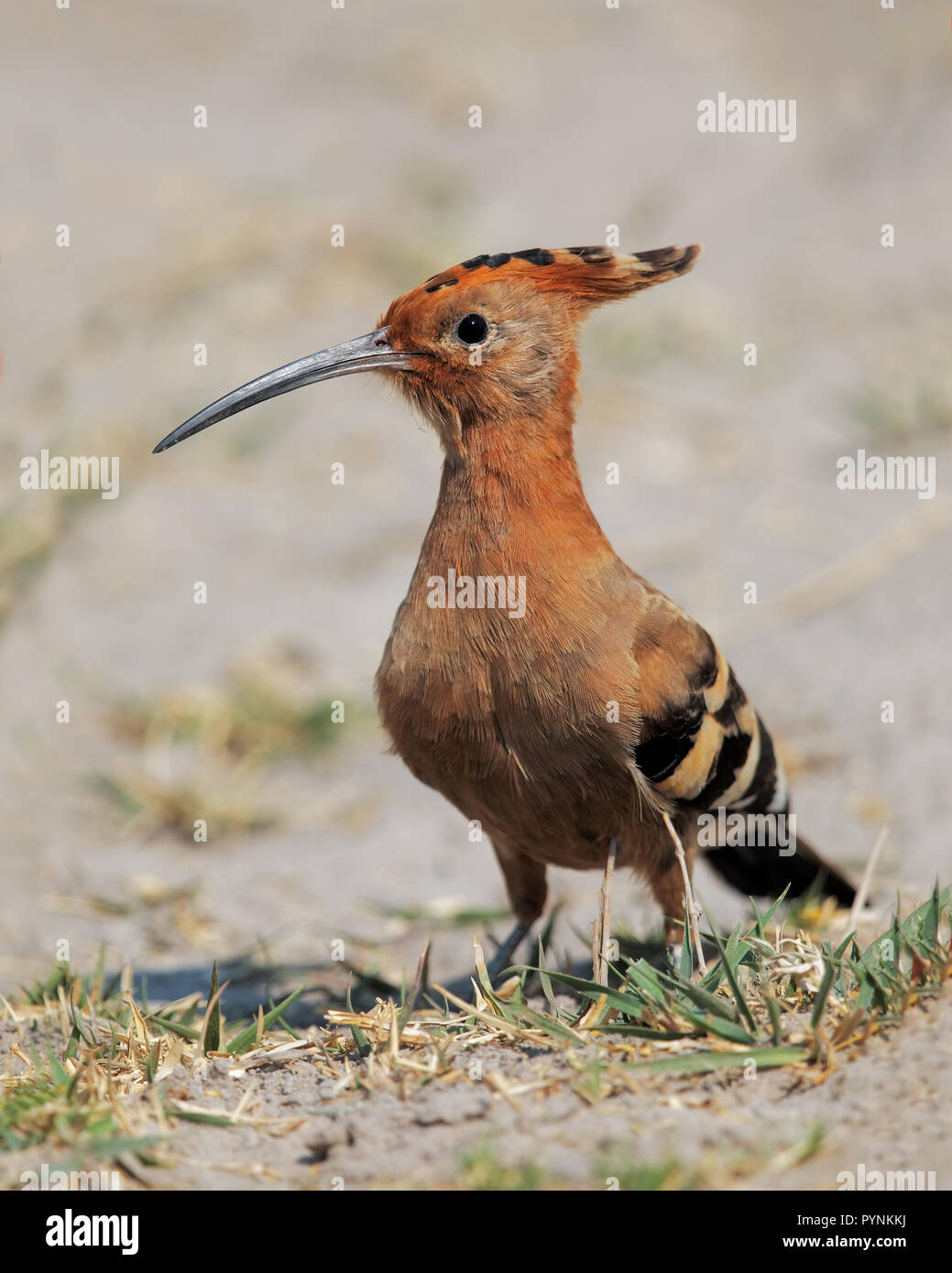 Hoopoe Birds High Resolution Stock Photography and Images - Alamy