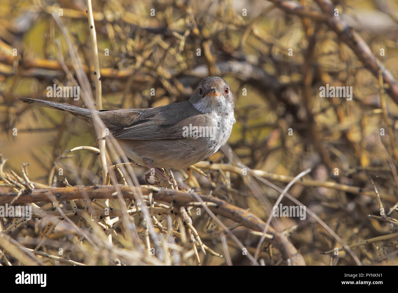 Birding in cyprus hi-res stock photography and images - Alamy