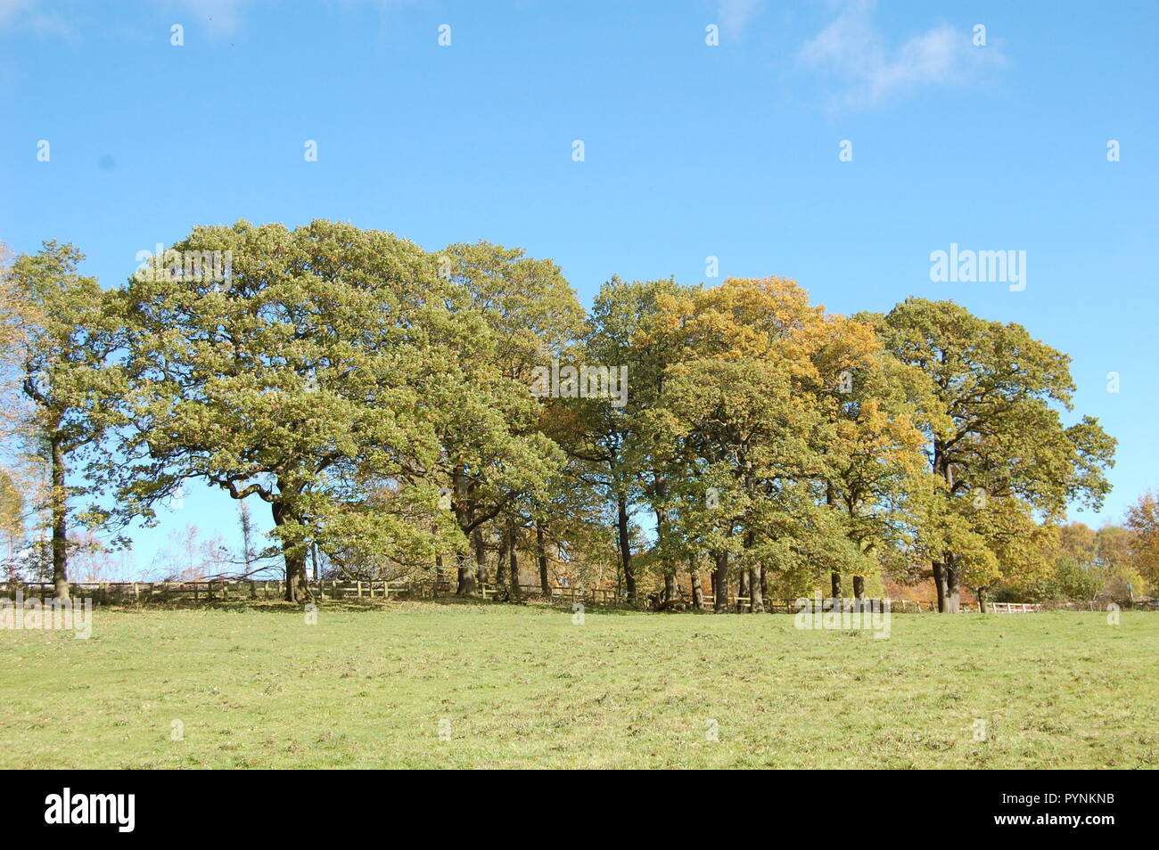Bright trees hi-res stock photography and images - Alamy