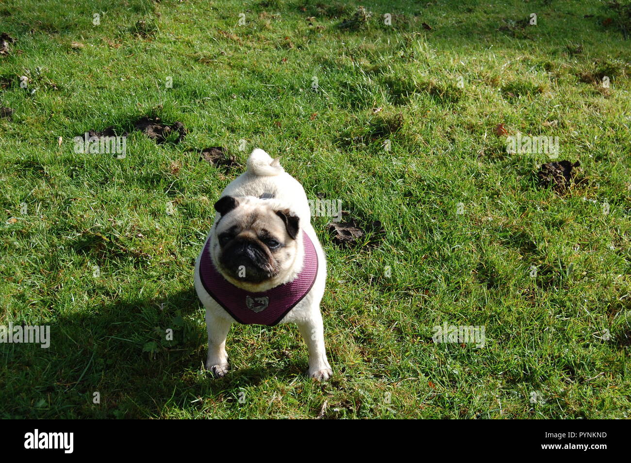 Sunshine field hi-res stock photography and images - Alamy
