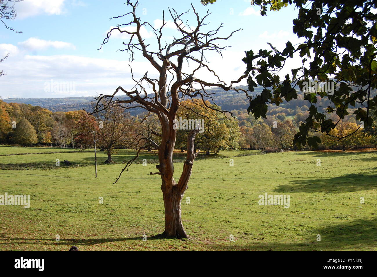 Rust tree hi-res stock photography and images - Alamy