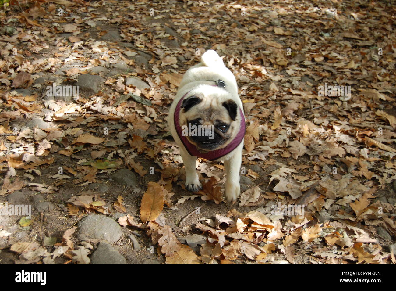 Pug in Autumn Leaves Stock Photo - Alamy