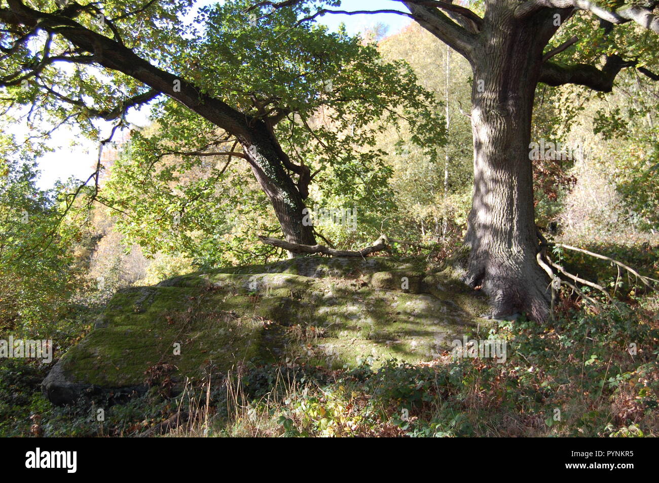 Tree Growing Through Rock Stock Photo - Alamy