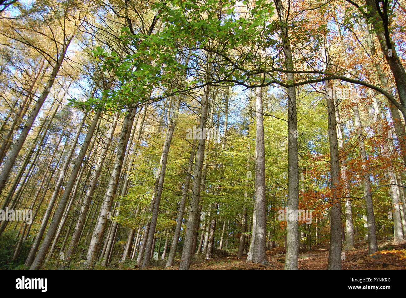 Tall Autumn Trees Stock Photo - Alamy