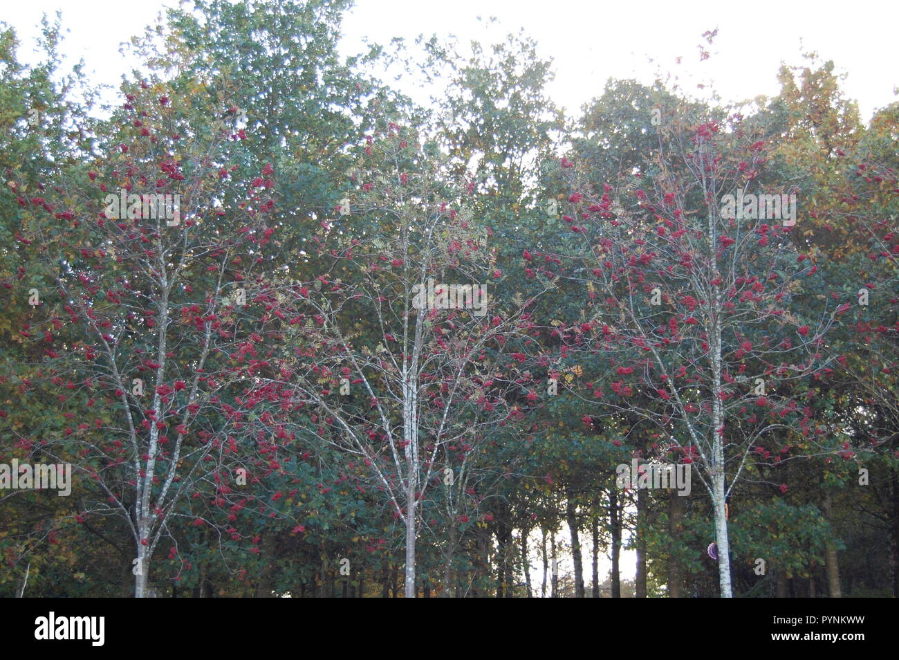 Berry trees hi-res stock photography and images - Alamy