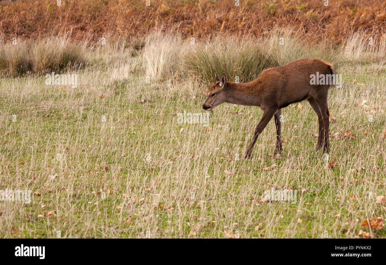 A red hind deer grazing at Bushy Park,England,UK Stock Photo - Alamy