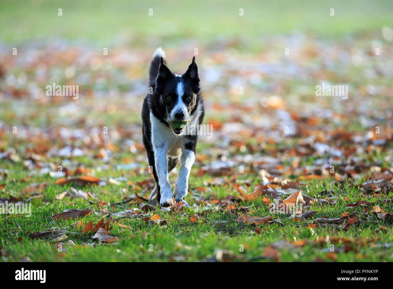 The Border Collie is a working and herding dog breed developed in the ...