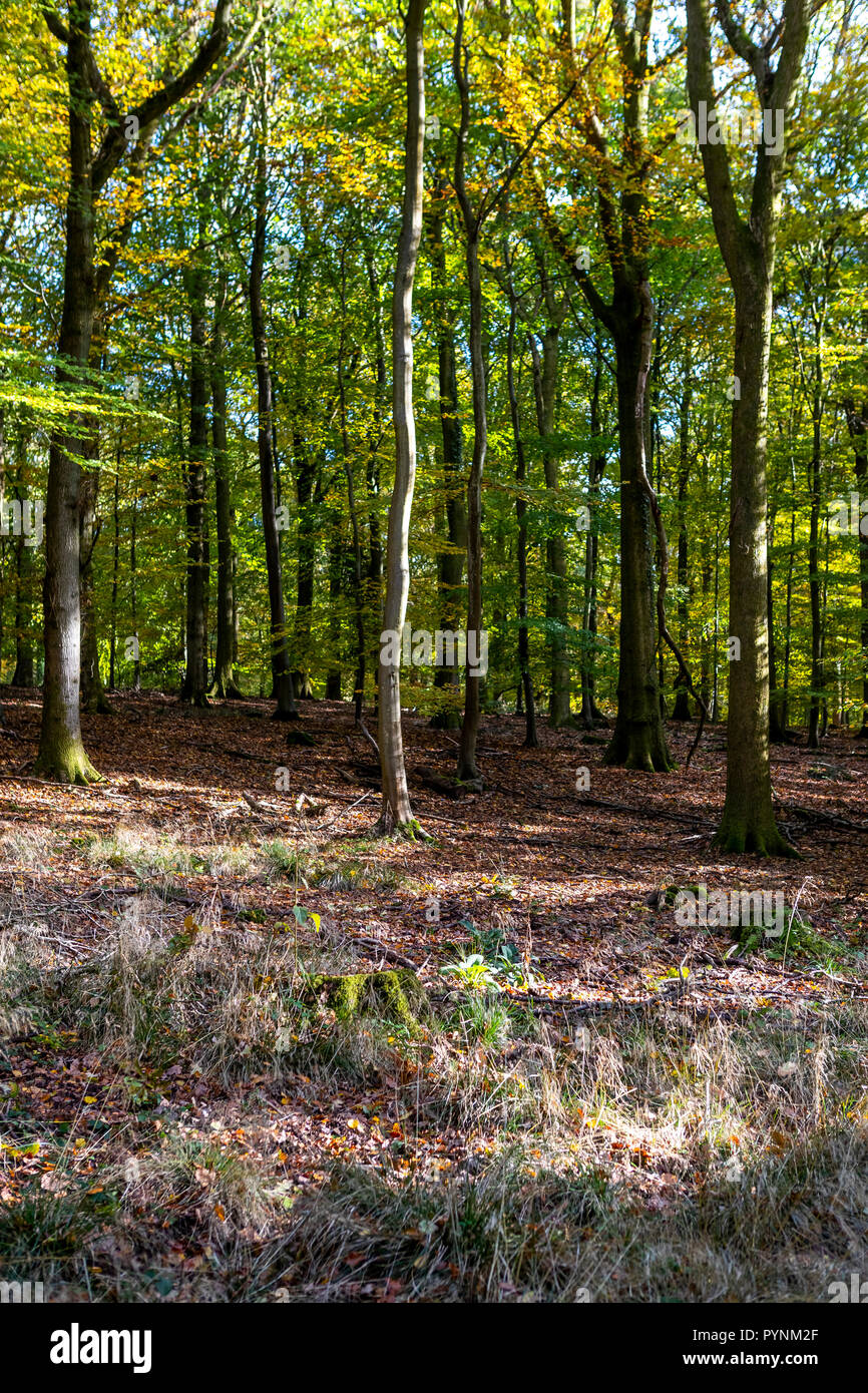 Britains favourite forest hi-res stock photography and images - Alamy