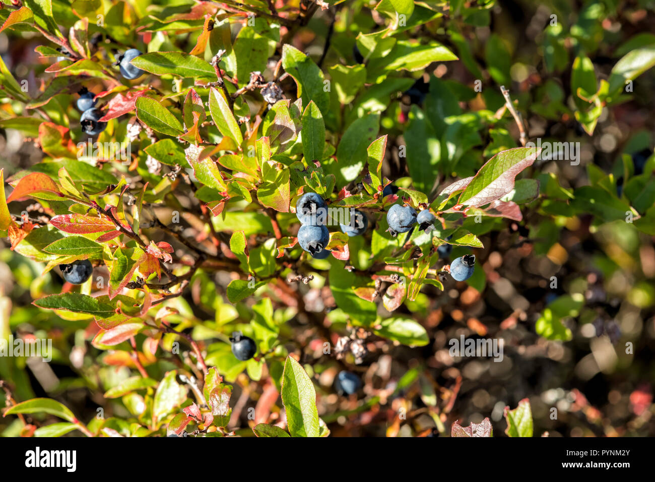 Wild blueberries hi-res stock photography and images - Alamy