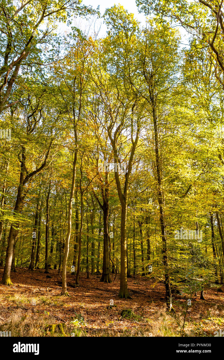 Autumn in the Forest of Dean, Britain's favourite forest ...