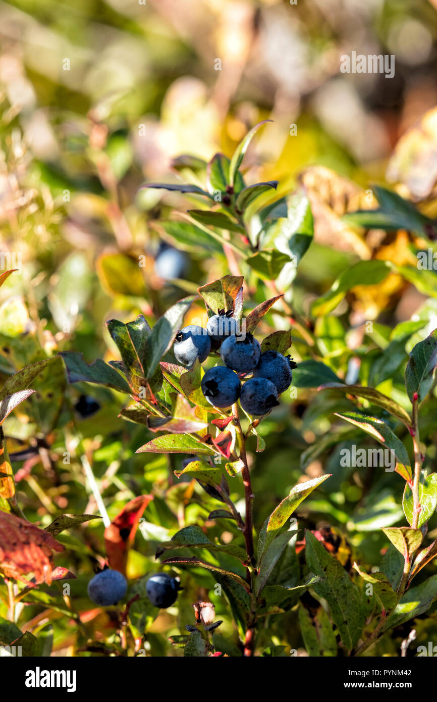 Berry canada hi-res stock photography and images - Alamy