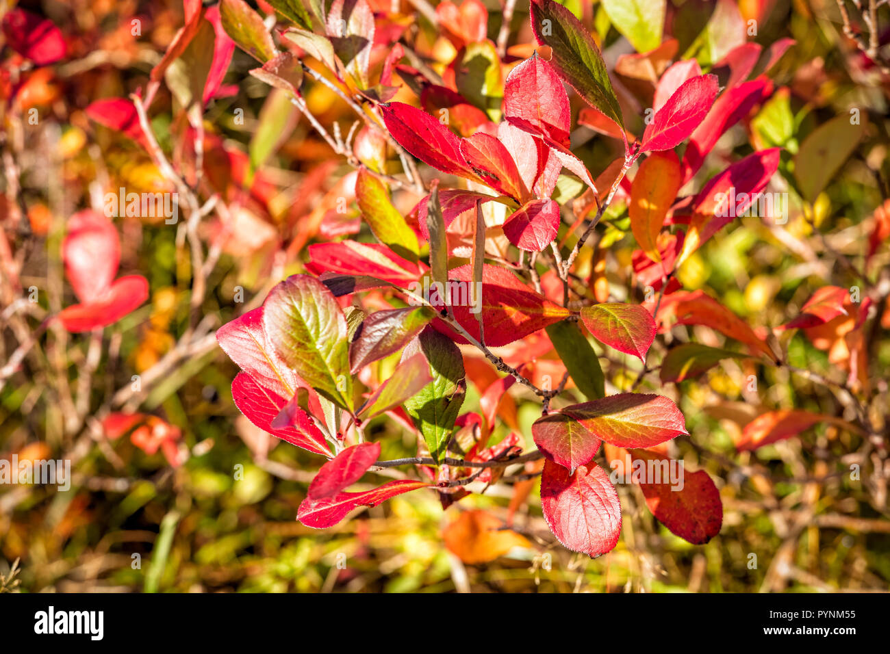 Bush colours hi-res stock photography and images - Alamy