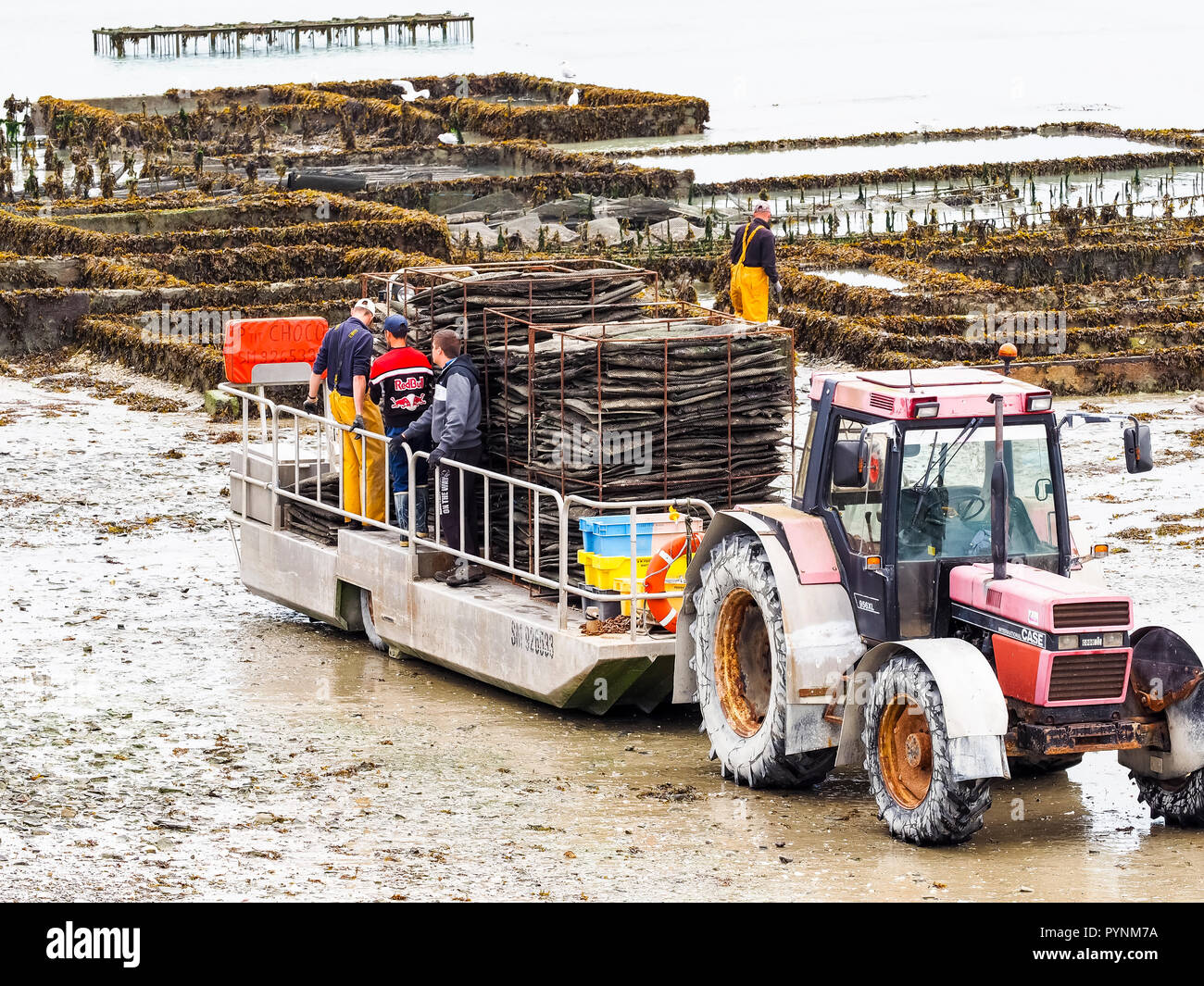 Oyster rack hi-res stock photography and images - Alamy