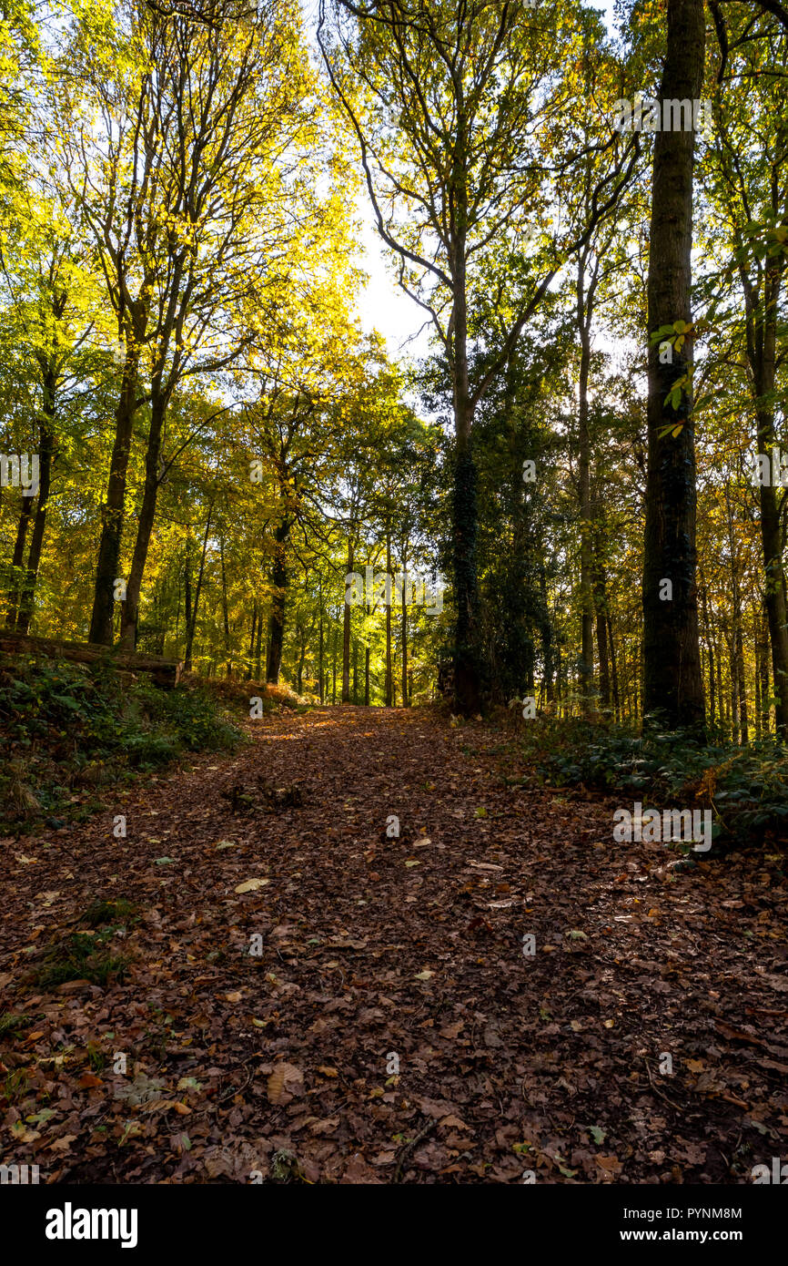 Autumn in the Forest of Dean, Britain's favourite forest ...