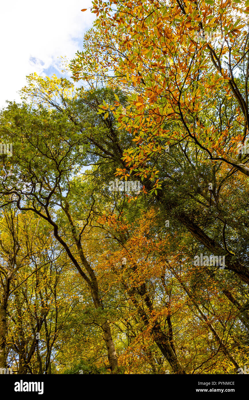 Autumn in the Forest of Dean, Britain's favourite forest ...
