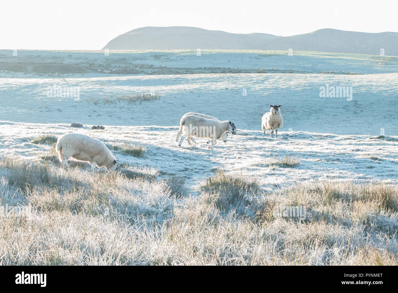 sheep in frosty field in Stirlingshire, Scotland, UK Stock Photo - Alamy