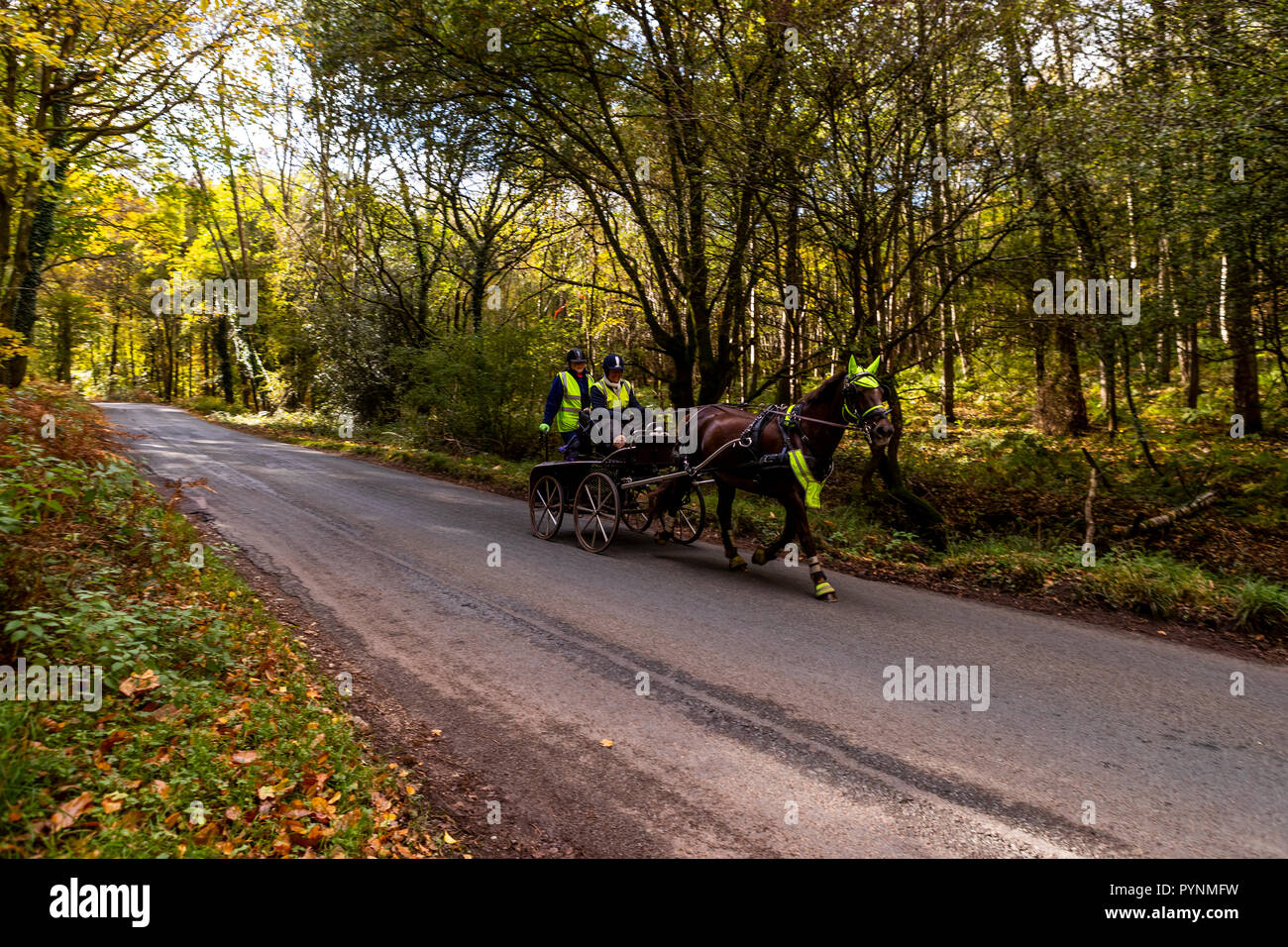 Carriage driving in Autumn in the Forest of Dean, Gloucestershire Stock ...
