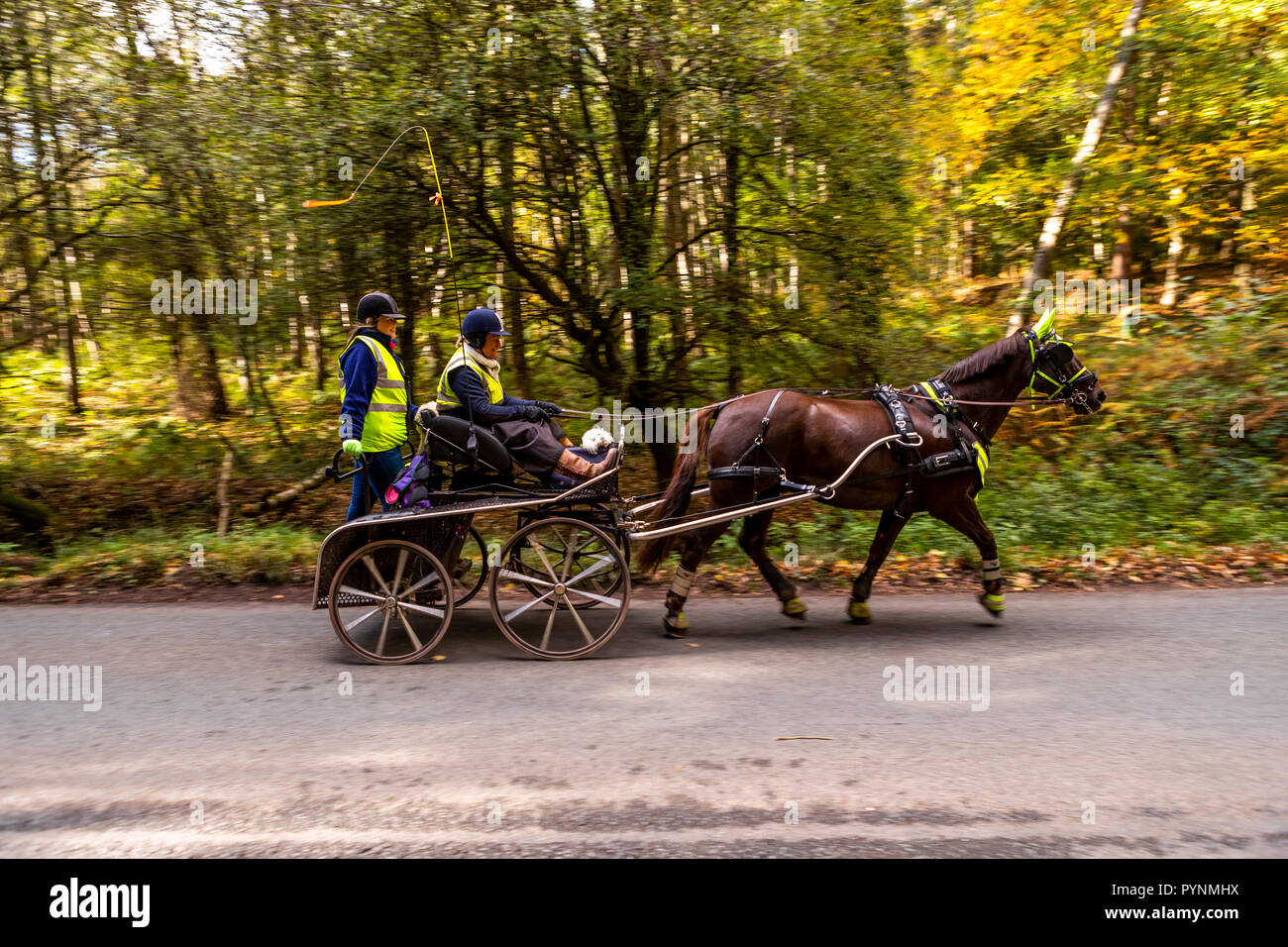 Carriage driving in Autumn in the Forest of Dean, Gloucestershire Stock ...
