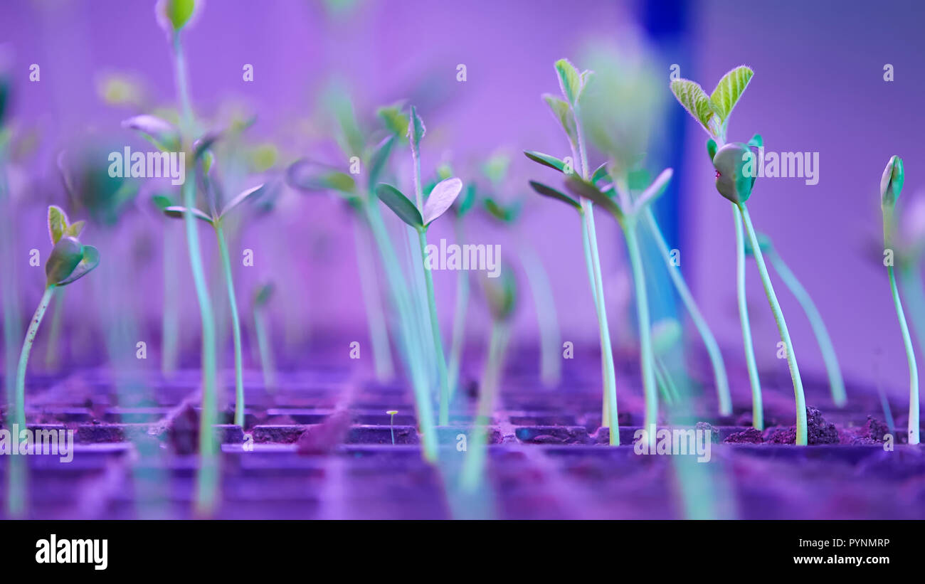Green sprout growing from seed in square boxes. Symbol of new life ...