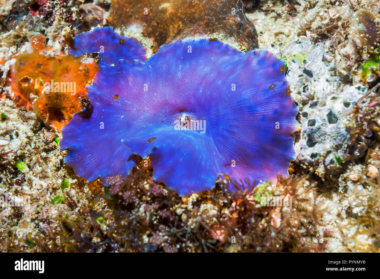 Purple sea anemone hi-res stock photography and images - Alamy