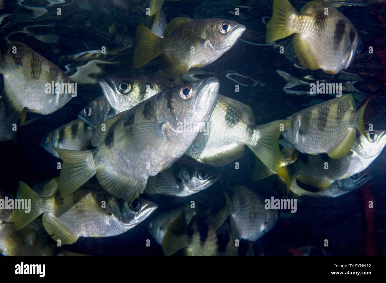 Northern riflefish hi-res stock photography and images - Alamy
