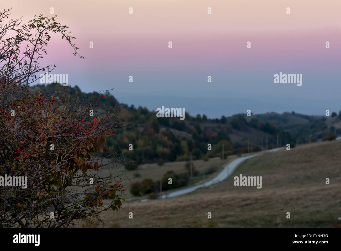 Wild hawthorn bush at sunset in the rural area at sunset Stock Photo ...